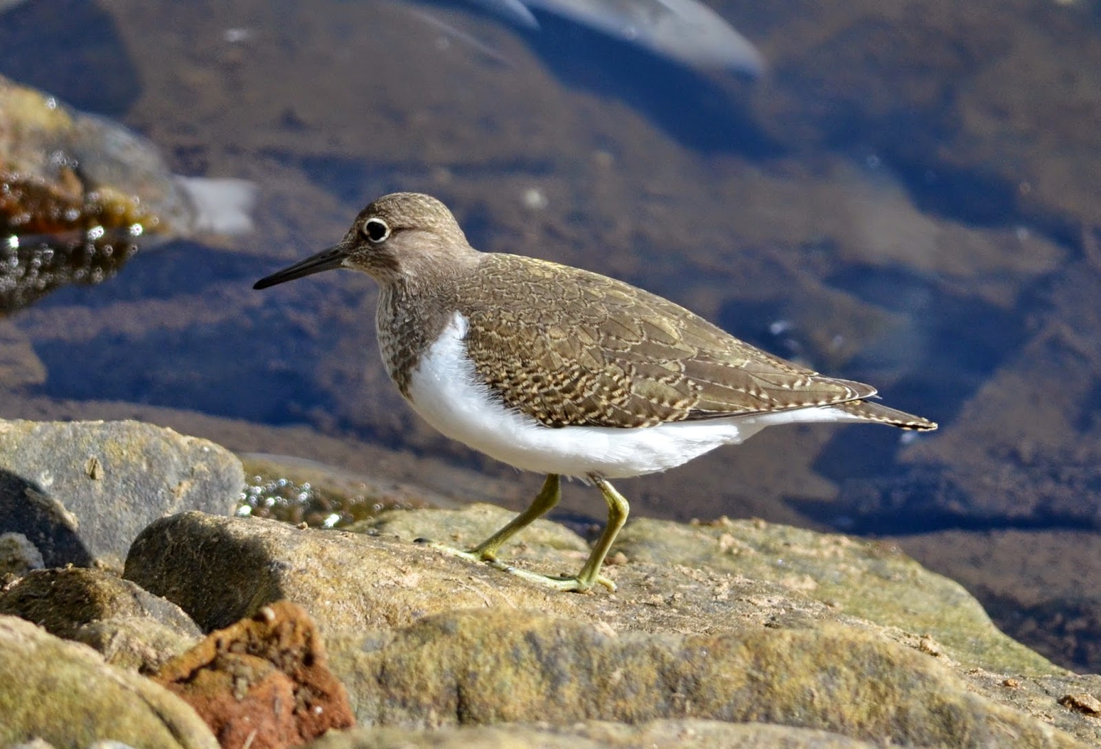 The Early Birder: Common Sandpiper
