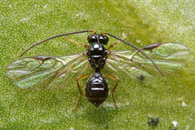 ムシをデザインしたのはダレ？: ツヤコマユバチ亜科 (Opius sp.)