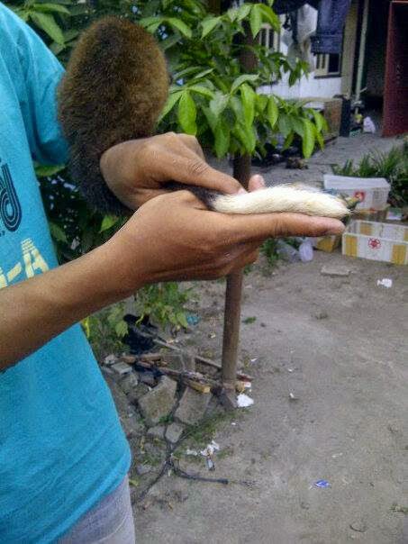 Musang Indonesia: Musang Bulan