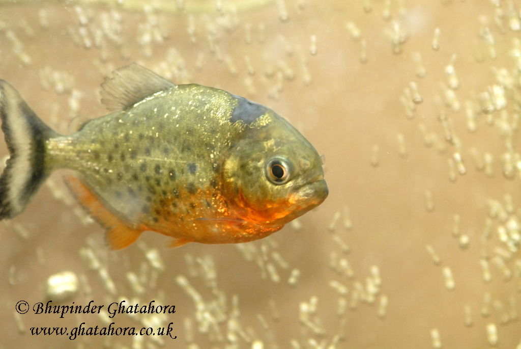 Ghatahora Photography: The red-belly piranha (Pygocentrus Nattereri)
