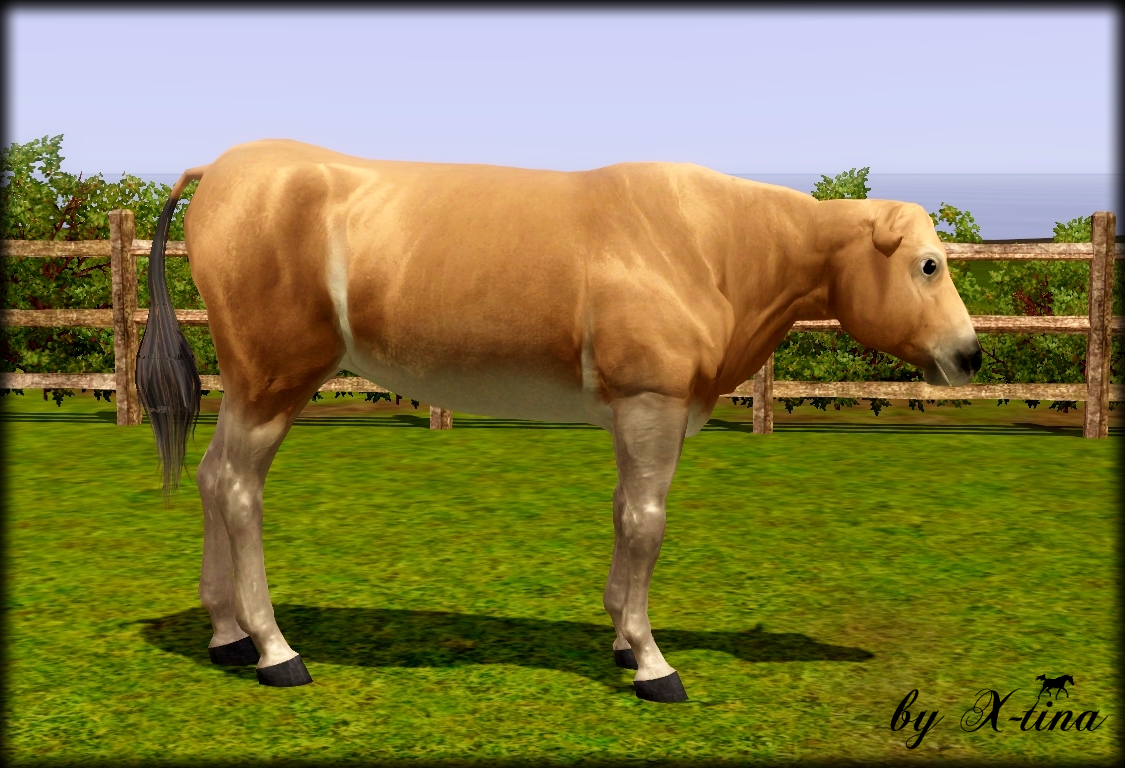 X-tina Sims Equestrian: Jersey Cow V.2