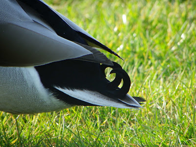 John Cullen's Biodiversity Photography : The Mallard Curl