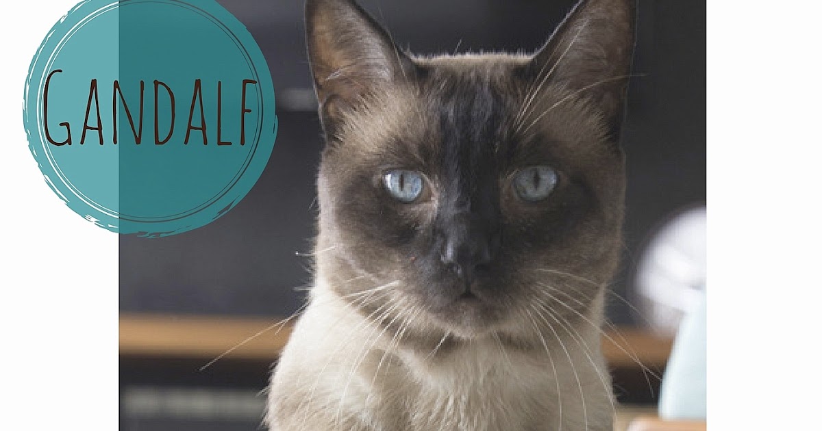 Y se nos fue el gato goloso - el gato goloso