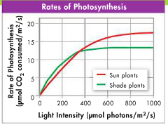 Sulli's Biology: Ch 8 Photosynthesis