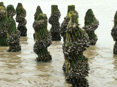 AQUA ANIMALIA: Mussel Culture