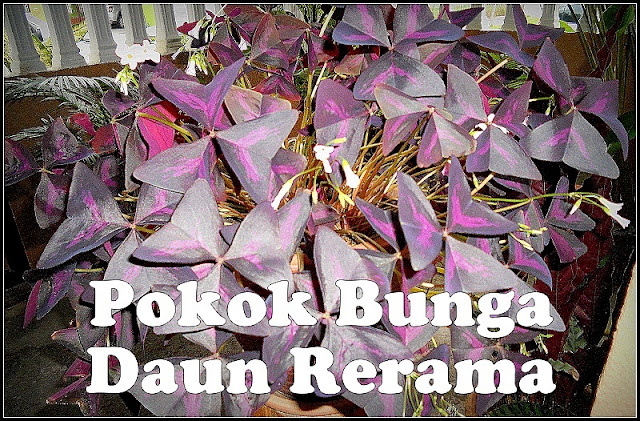 Daun Pokok Rerama Bernilai Tinggi - BinMuhammad