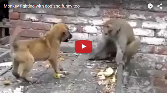 Monkey and Dog Fight.Watch video | Creative Thought