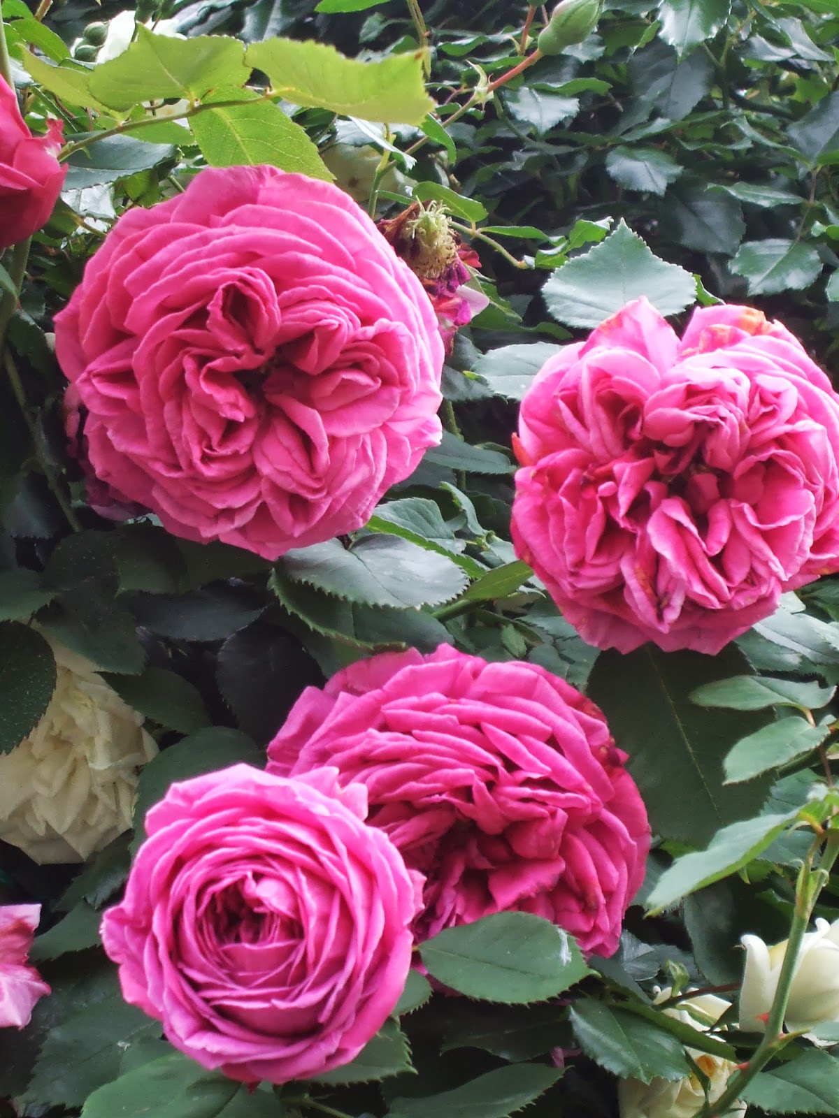 La Valse: Una montagna di rose e un cespuglio di peonie
