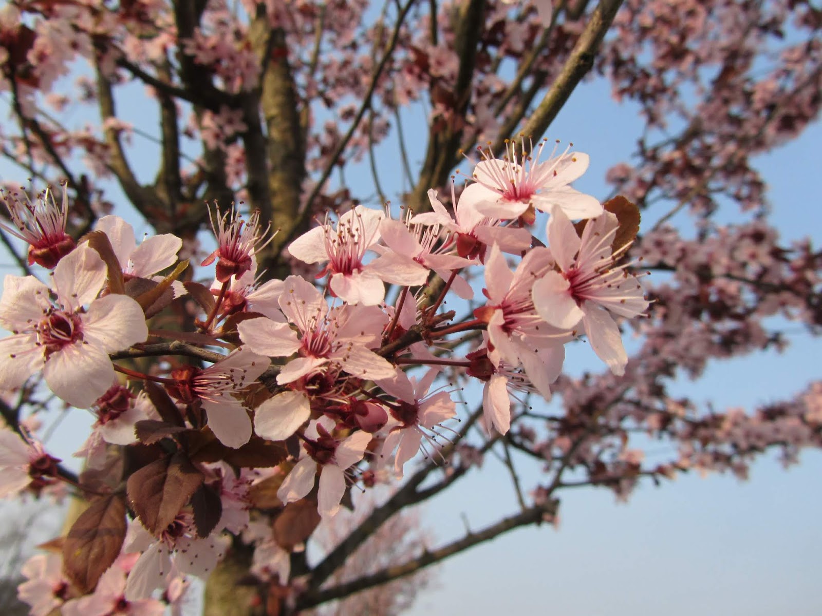 Pruno e Ciliegio da Fiore (Prunus ssp.) - Come Riconoscerli e ...