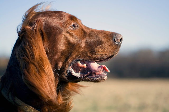 75 Unique Names for Irish Setter Males | Strong Celtic and Irish