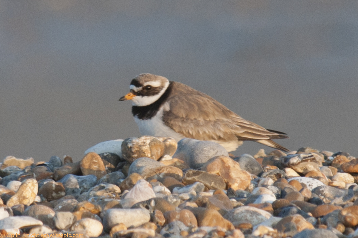 Postcards from Sussex: An intimate moment with Ringed Plovers