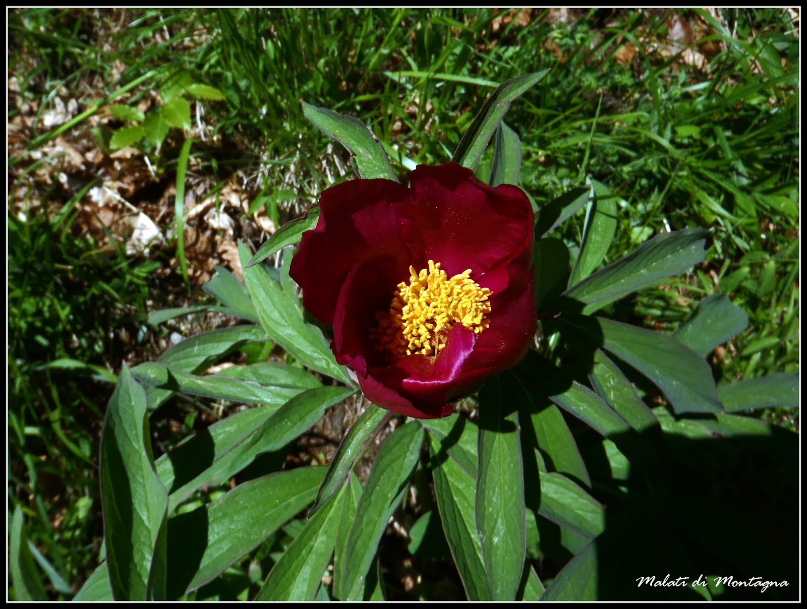 Malati di Montagna: Le Peonie di La Borney