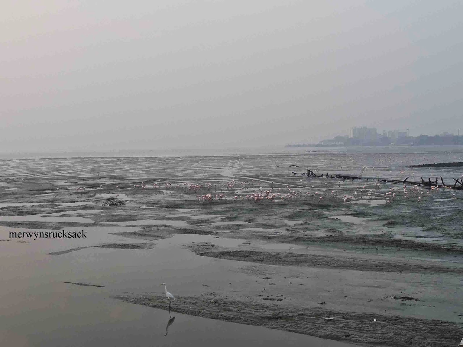 Flamingoes at Sewri Jetty | The journey of a thousand miles begins with ...