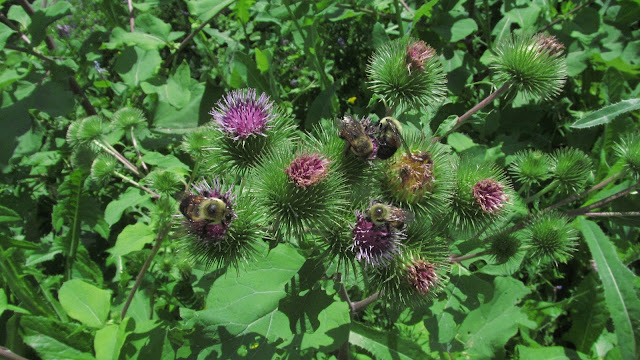 Wandering in Canada: The Root of Invasives: Burdock - Arctium lappa ...