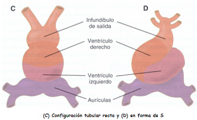 Embriología 1126: Embriogénesis del corazón