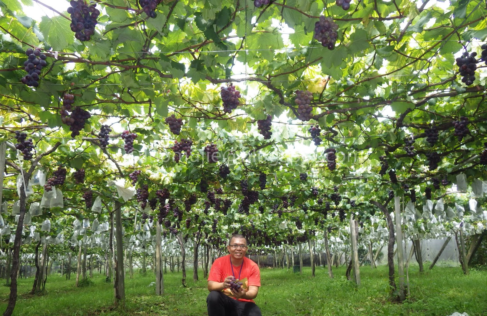 grape picking in Taichung - Xinfeng Farm (新峰農場) [Heard it through the ...