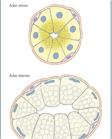 . A N A T O M I A H U M A N A: G L A N D U L A S S A L I V A L E S