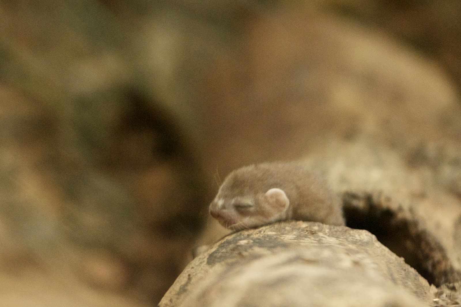 British Wildlife Centre ~ Keeper's Blog: Stoat Kits