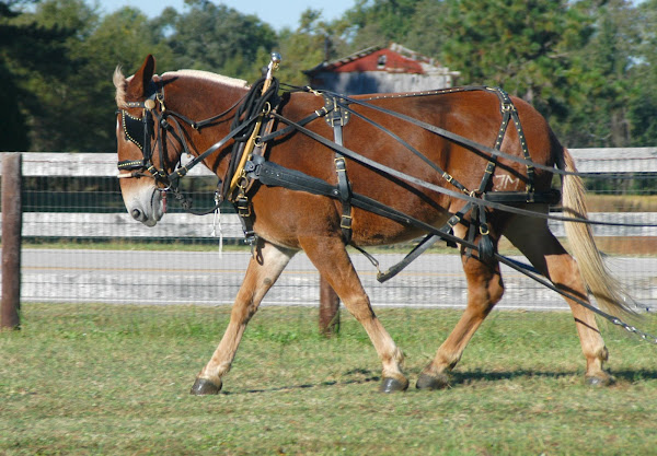 St.Clair Red Mule Farm -Mule & Donkey Adventures: My Mules Confirm that ...