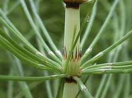 Embryophytas: Equisetopsida