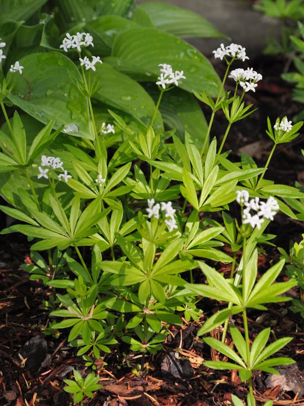 Sweet Woodruff Drawing