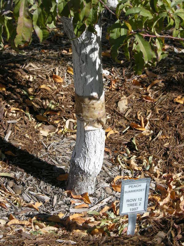 Xtremehorticulture of the Desert: Tanglefoot and Plant Damage