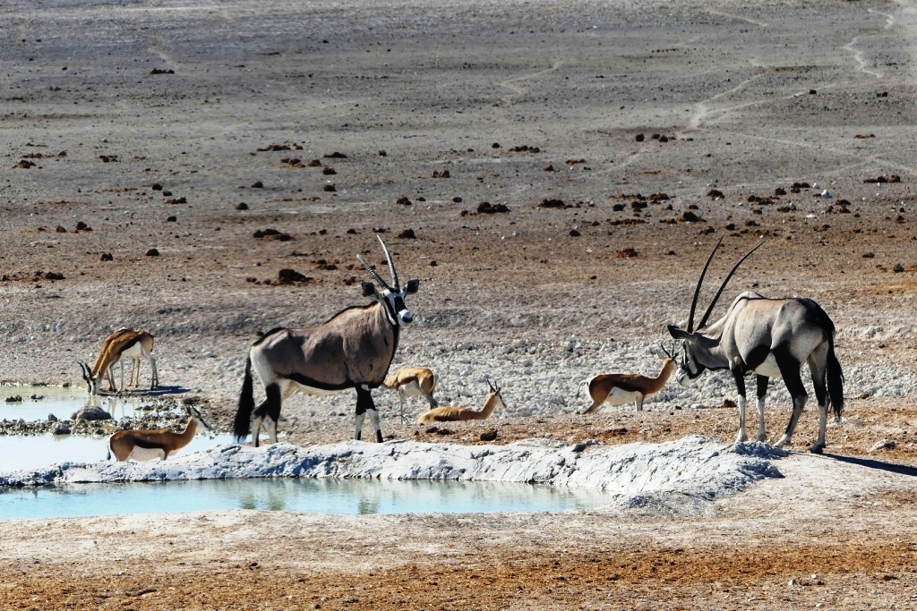 LUIS LÓPEZ PUNTO COM: ÁFRICA AUSTRAL 2016: El Orix, un antílope que ...