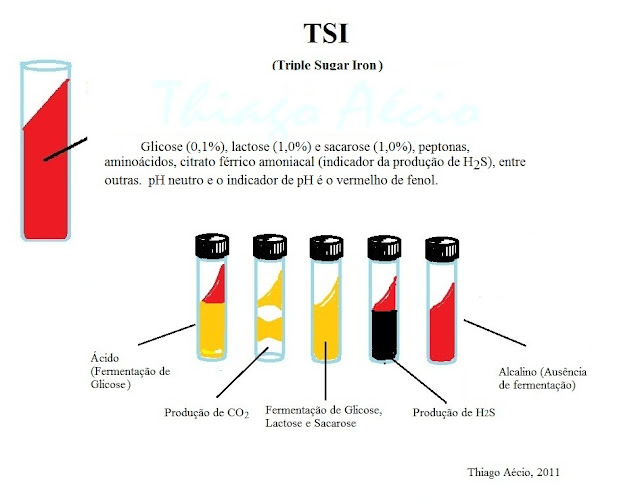 CONCURSOS EBSERH: Ágar TSI (Triple Sugar Iron)