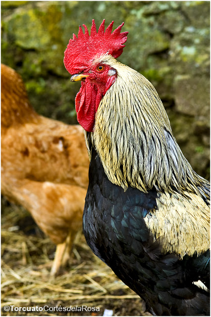 Naturaleza y Etnografía: El gallo Kiriko