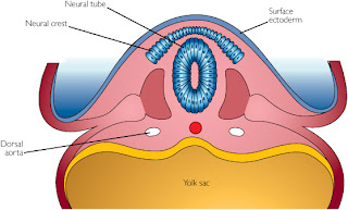 NEURULASI ~ Human's Development