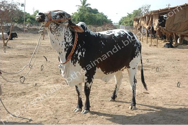 Sohrab Goth Gai Mandi Photos Gallery: Shah Cattle Farm 2007