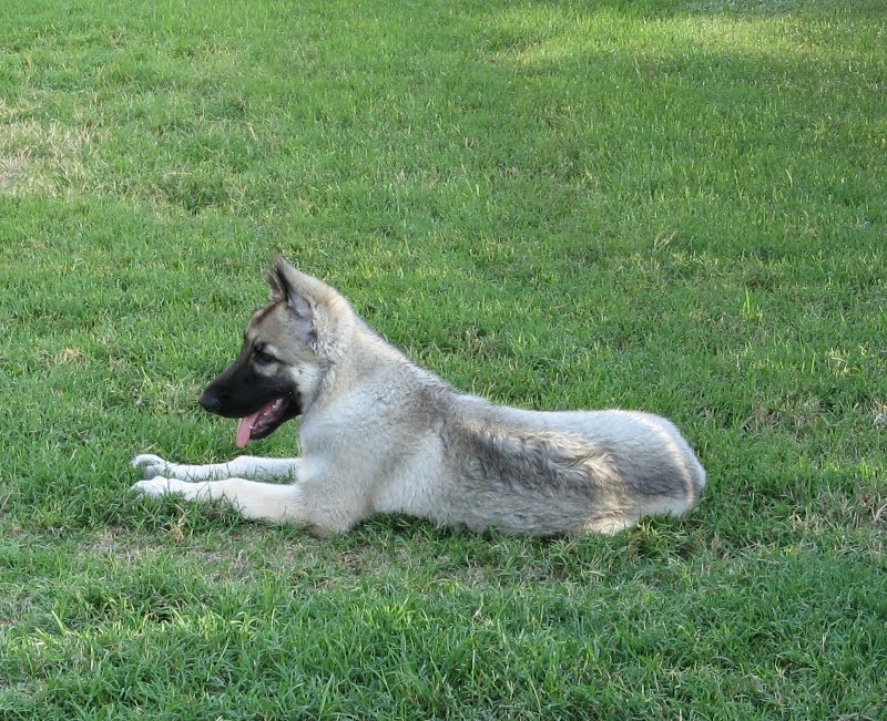 Blazie The ISSA Shiloh Shepherd