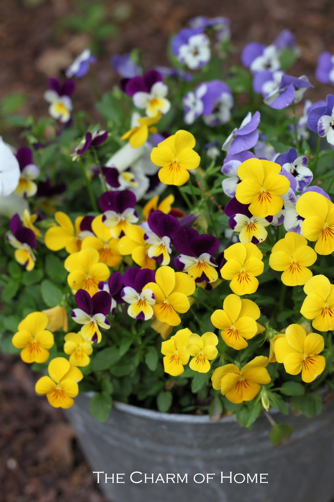 The Charm of Home: Flowers in May