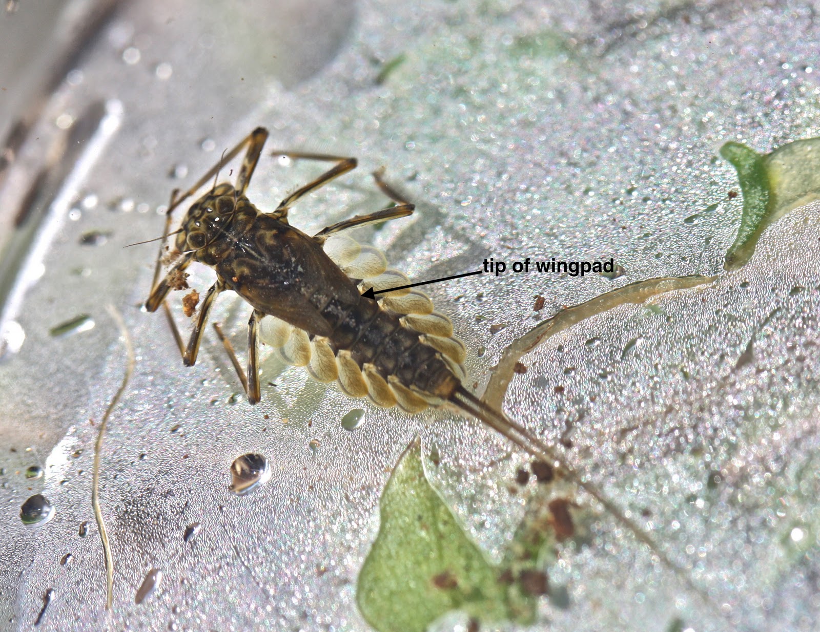 Aquatic Insects of Central Virginia: Mayflies: Pictures of How they ...