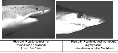 Zoólito de tubarão