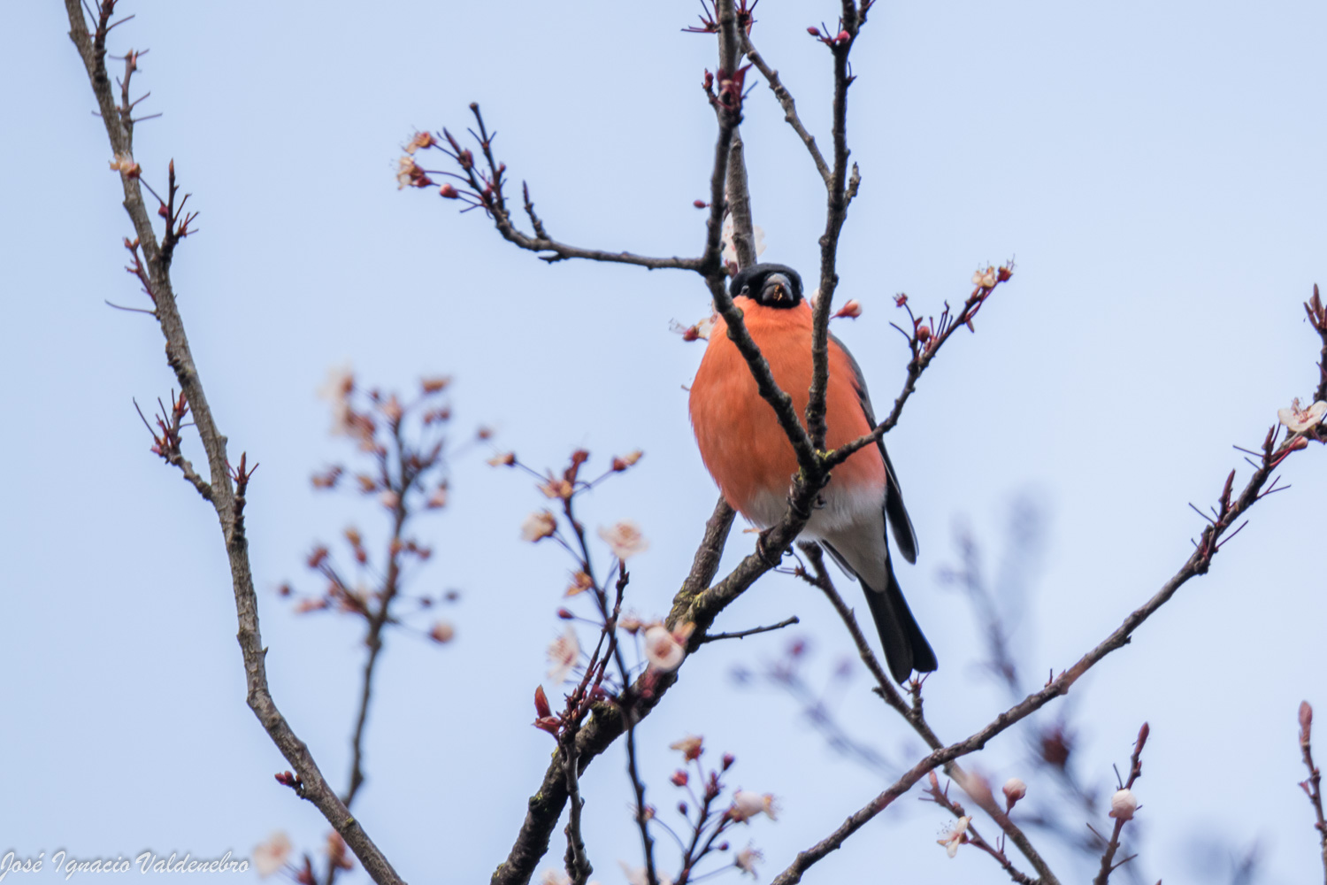DocNatureBlog: Colorín, colorado, éste pájaro me ha encantado ...