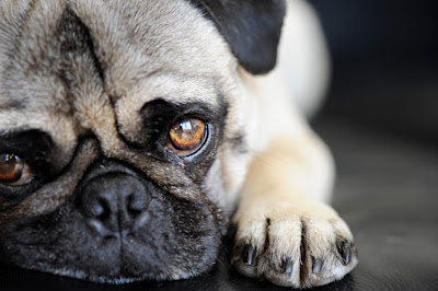 The Daily Puglet: VERY SERIOUS