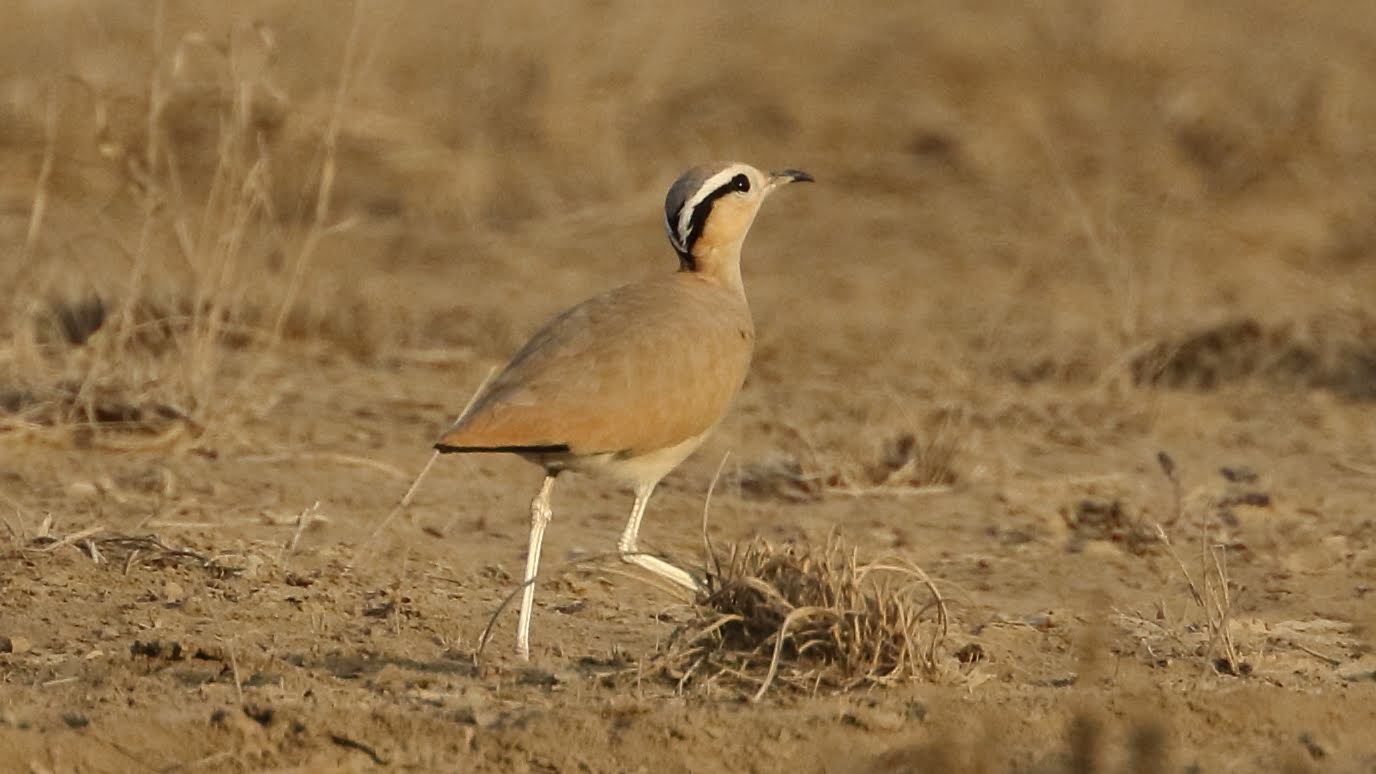 Birding ! Driving ! Soul-searching !: Courser