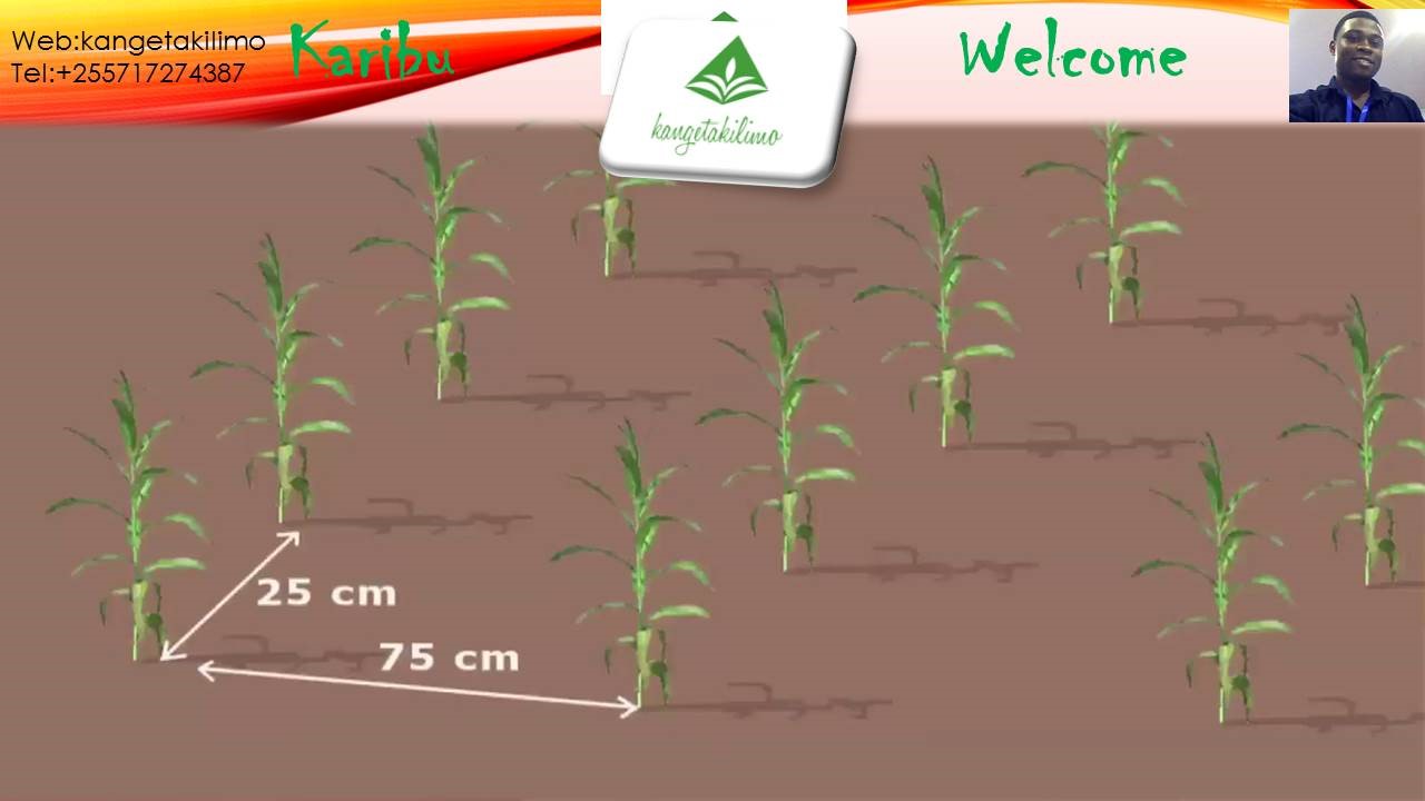 Kangetakilimo: KILIMO BORA CHA MAHINDI NA KANGETA KILIMO