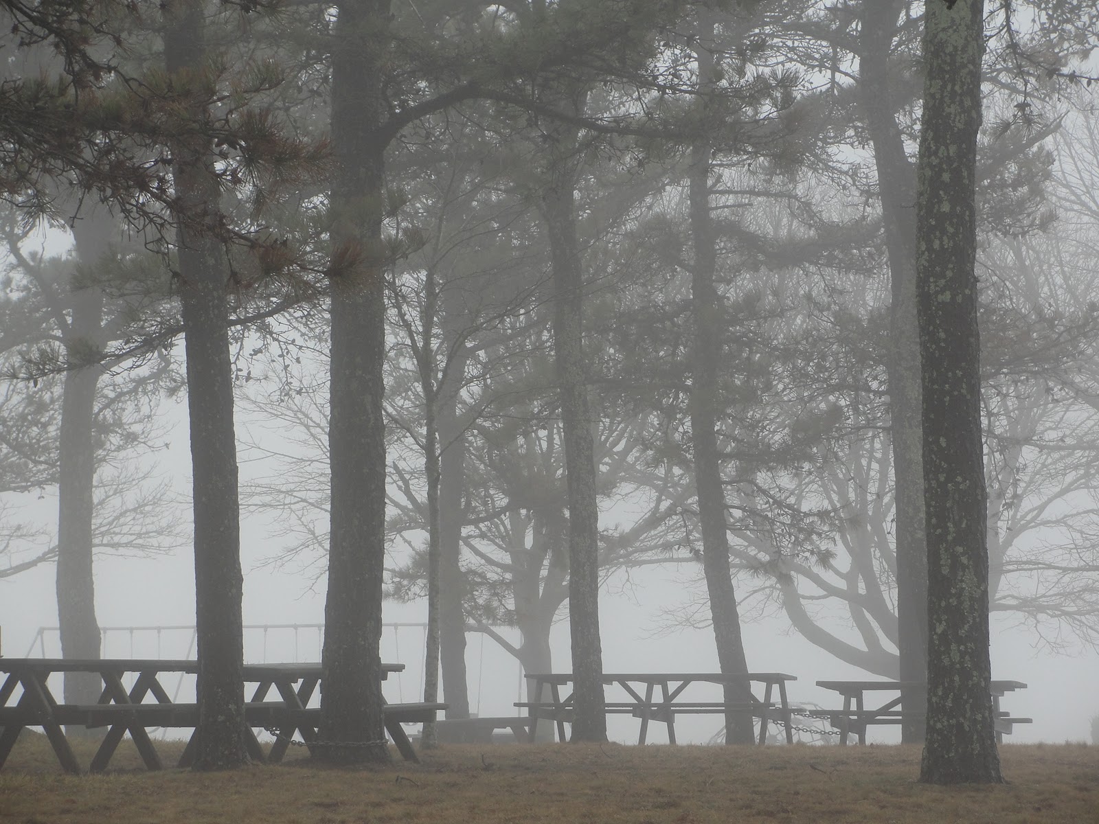 Cape Cod Art and Nature: Beautiful foggy morning...