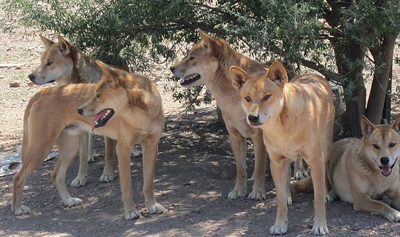 Dingo Lady: The Truth about Dingoes: 6 The protector of our native wildlife