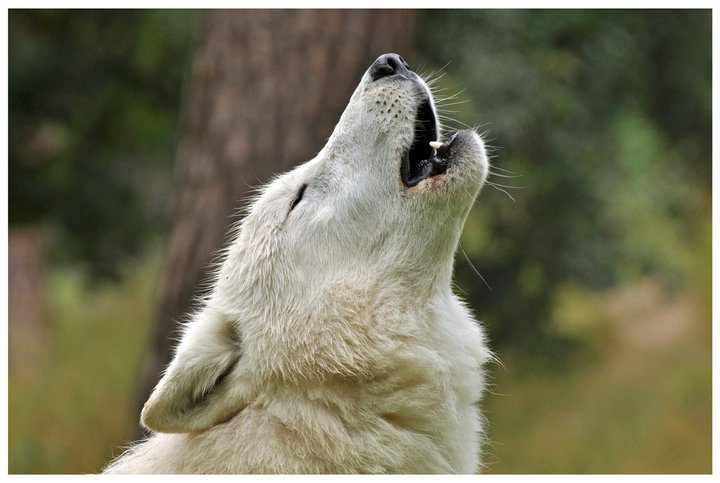 White Wolf : Cry Wolf: An Unethical Oil Story (Video)