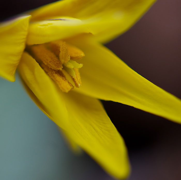 Red and the Peanut: Golden-star, Erythronium rostratum, in Scioto County