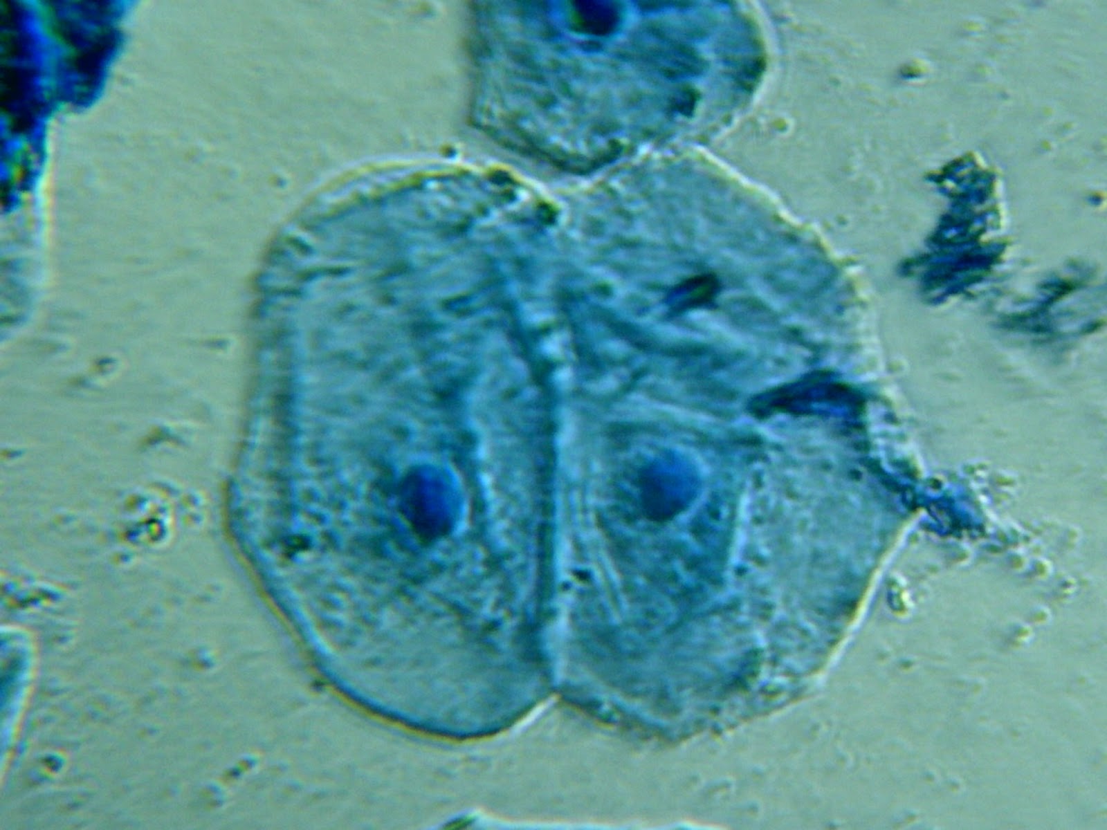 CIENCIAS JPL: FOTOS EPITELIO BUCAL