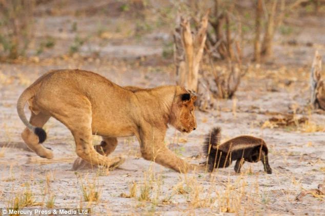 Plucky honey badger takes on pride of lions each 15 times his size ...