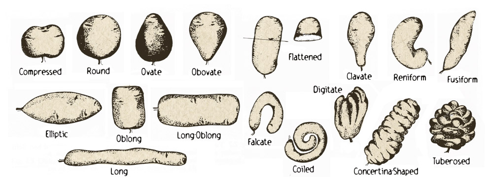 MustardPlaster: The Shape of Potatoes