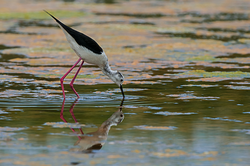 TERRA VIVA: PERNILONGO