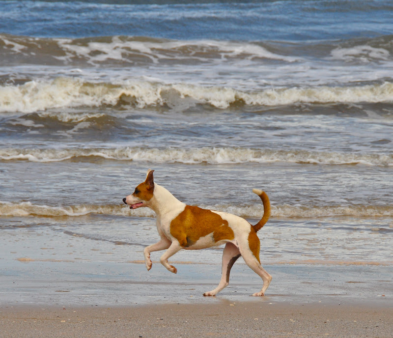 Tamarindo, Costa Rica Daily Photo: Prancing dog