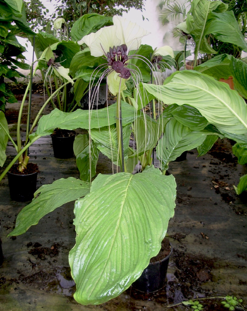 Viveros Vangarden: El murciélago blanco