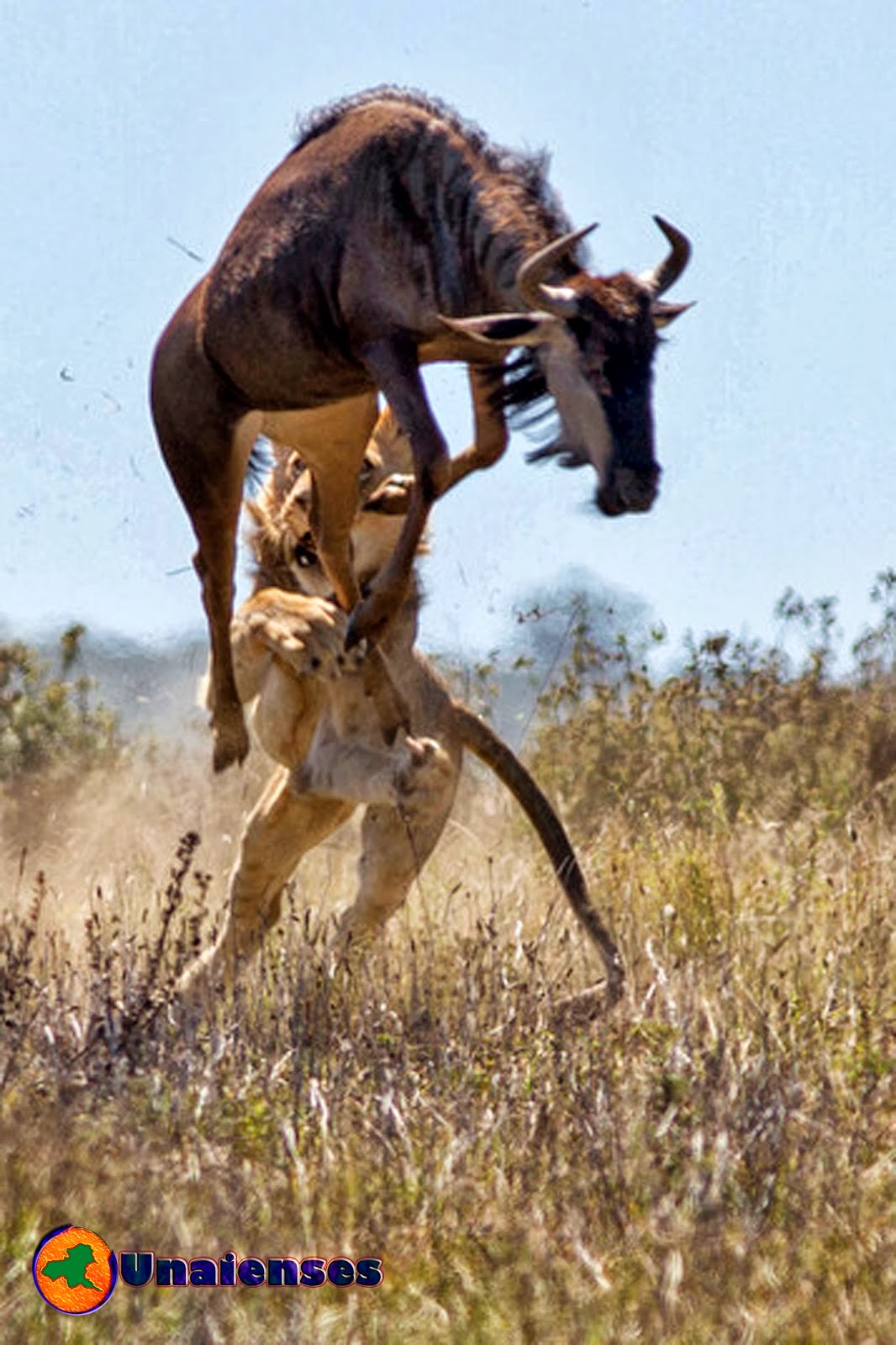 Zoologia: Gnu-azul (connochaetes taurinus)